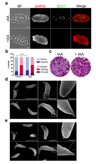 The BCC7 Protein Contributes to the Toxoplasma Basal Pole by ...