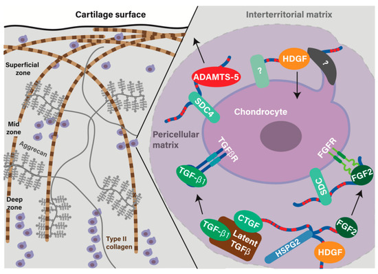 The Extracellular Matrix of Articular Cartilage Controls the ...