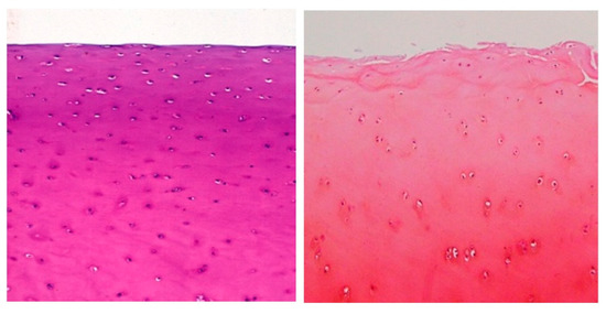 The Extracellular Matrix of Articular Cartilage Controls the ...