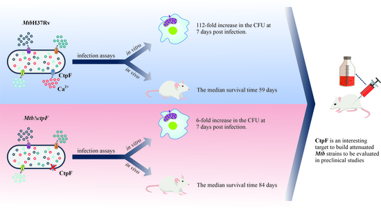 IJMS | Free Full-Text | The ctpF Gene Encoding a Calcium P-Type ATPase ...