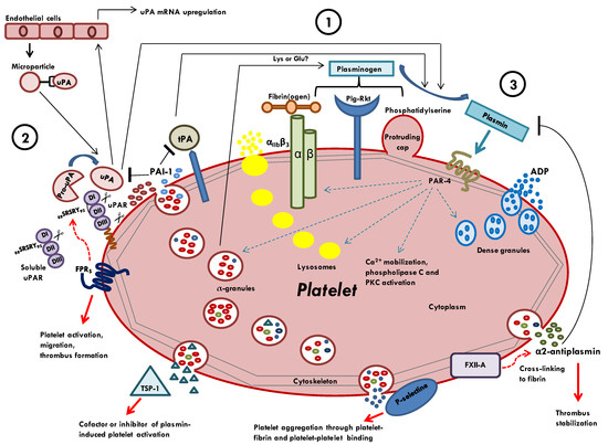 Role of Plasminogen Activation System in Platelet Pathophysiology ...