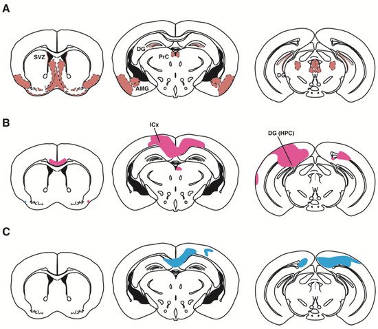 Thirty Years’ History since the Discovery of Pax6: From Central Nervous ...