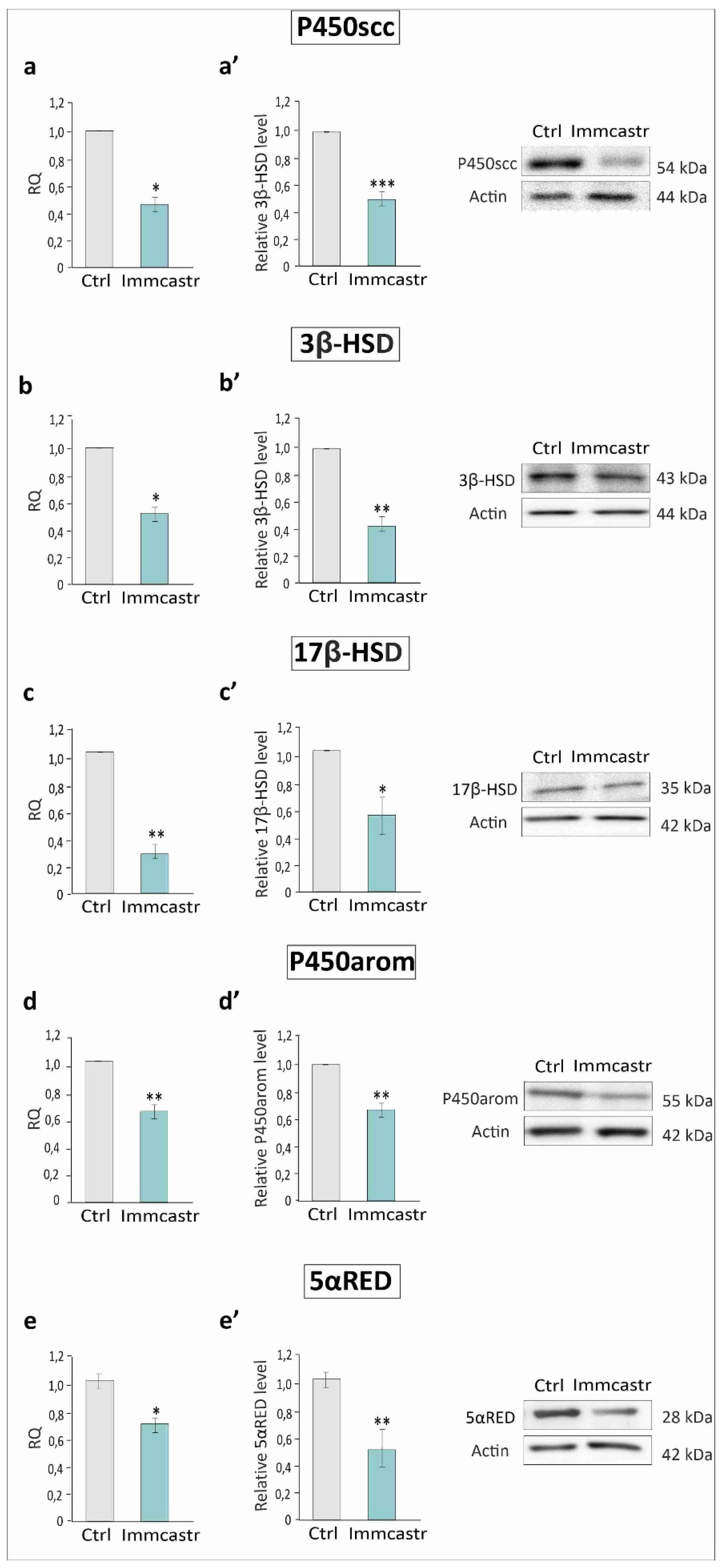 Ijms Free Full Text Leydig Cells In Immunocastrated Polish Landrace