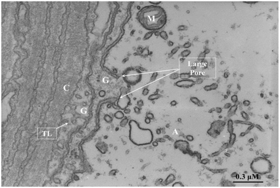 Direct Cell-Cell Communication via Membrane Pores, Gap Junction ...