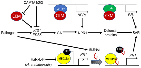 The Mediator Complex: A Central Coordinator of Plant Adaptive Responses ...