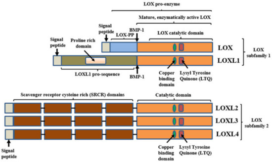 Lysyl Oxidase Family Enzymes and Their Role in Tumor Progression