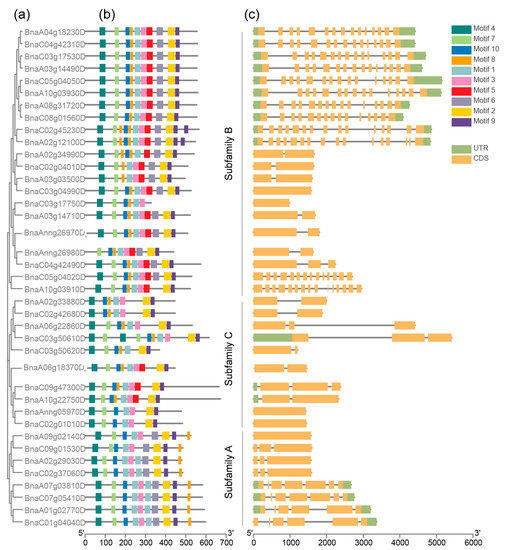 Genome-Wide Identification and Analysis of Ariadne Gene Family Reveal ...