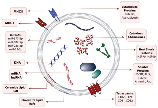 IJMS | Free Full-Text | Molecular Insight into the Therapeutic Effects of Stem Cell-Derived ...