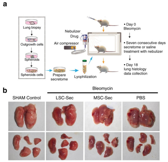 Molecular Insight into the Therapeutic Effects of Stem Cell-Derived ...