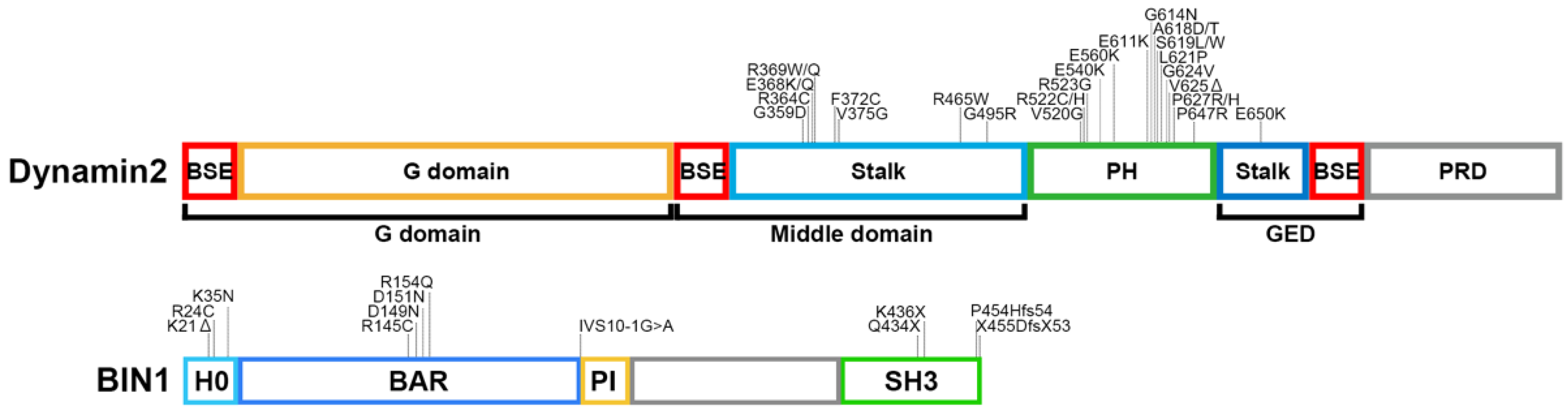 Centronuclear Myopathy Caused by Defective Membrane Remodelling of ...