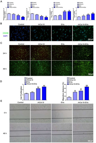 Preparation of Recombinant Human Collagen III Protein Hydrogels with ...