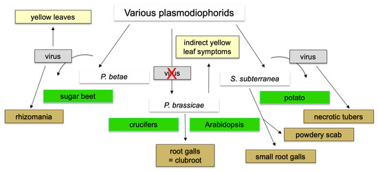 IJMS | Free Full-Text | What Can We Learn from -Omics Approaches to ...