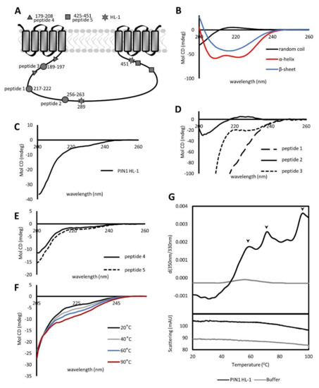 IJMS | Free Full-Text | The Hydrophilic Loop of Arabidopsis PIN1 Auxin ...