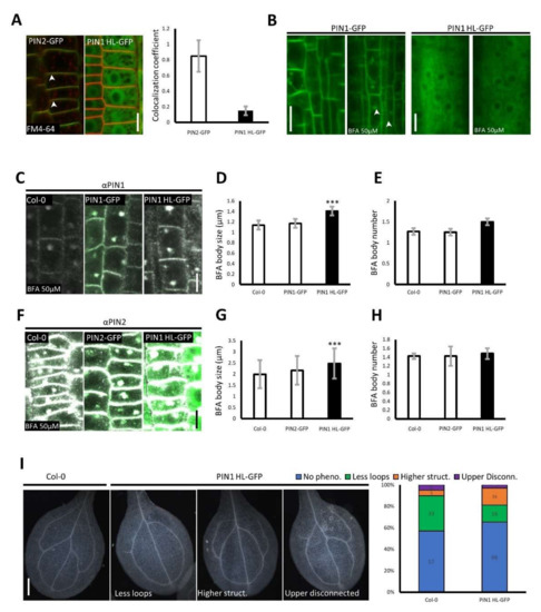 IJMS | Free Full-Text | The Hydrophilic Loop of Arabidopsis PIN1 Auxin ...