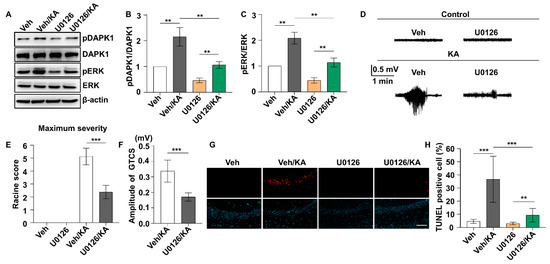 Blocking ERK-DAPK1 Axis Attenuates Glutamate Excitotoxicity in Epilepsy