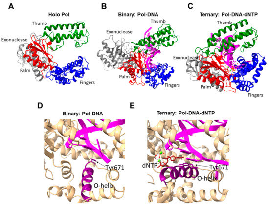 Structural and Molecular Kinetic Features of Activities of DNA Polymerases