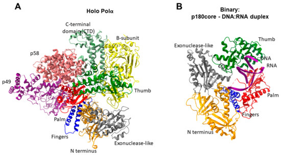 Structural and Molecular Kinetic Features of Activities of DNA Polymerases
