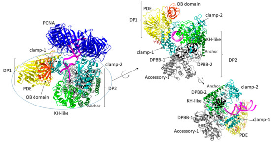 Structural and Molecular Kinetic Features of Activities of DNA Polymerases