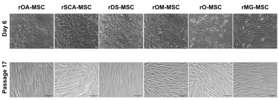 Comparison of Biological Features of Wild European Rabbit Mesenchymal ...