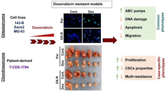 IJMS | Free Full-Text | Addressing Doxorubicin Resistance in Bone ...