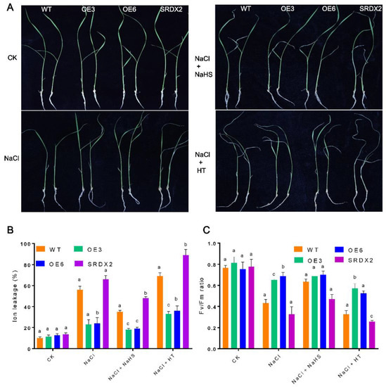 A NAC Transcription Factor from ‘Sea Rice 86′ Enhances Salt Tolerance ...
