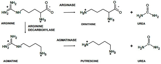 New Insights into the Determinants of Specificity in Human Type I ...