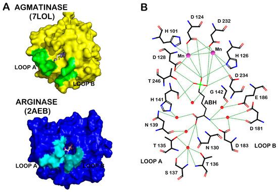 New Insights into the Determinants of Specificity in Human Type I ...