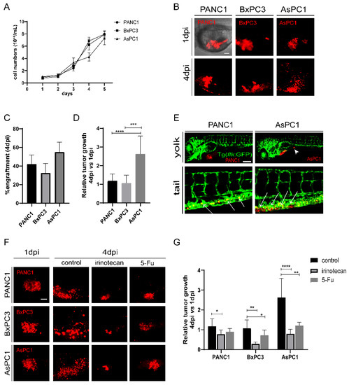 Zebrafish Xenograft Model for Studying Pancreatic Cancer-Instructed Innate Immune Microenvironment