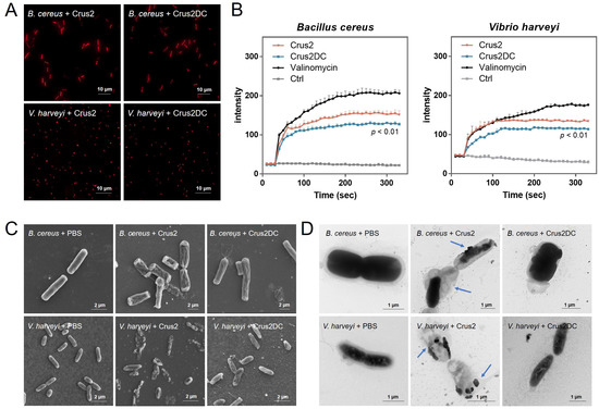 A Type Ib Crustin from Deep-Sea Shrimp Possesses Antimicrobial and ...