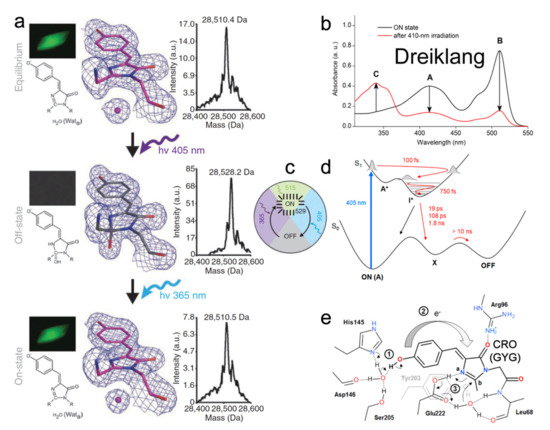 IJMS | Free Full-Text | Photoswitchable Fluorescent Proteins ...