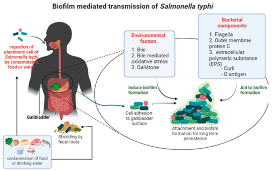 The Complex Mechanism of the Salmonella typhi Biofilm Formation That ...