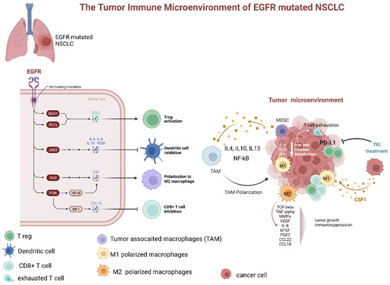 EGFR-Mutated Non-Small Cell Lung Cancer and Resistance to Immunotherapy ...