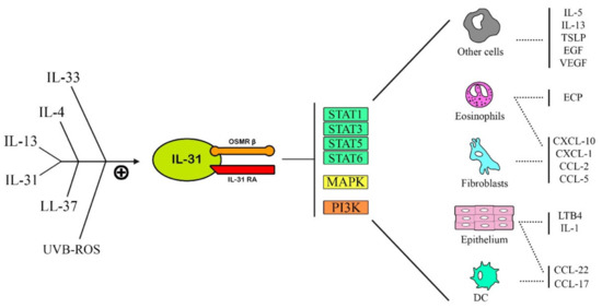 IL-31: State of the Art for an Inflammation-Oriented Interleukin