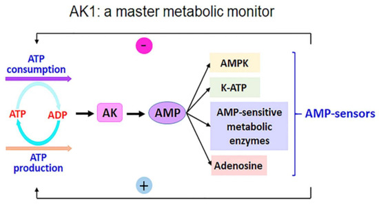 Integration of Adenylate Kinase 1 with Its Peptide Conformational Imprint