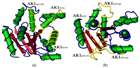 IJMS | Free Full-Text | Integration of Adenylate Kinase 1 with Its ...