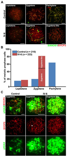 A Homozygous Loss-of-Function Mutation in MSH5 Abolishes MutSγ Axial ...