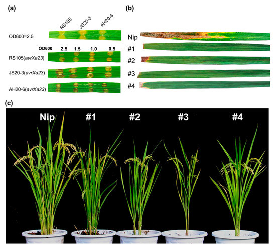 Ectopic Expression of Executor Gene Xa23 Enhances Resistance to Both ...
