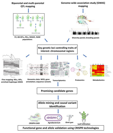 Functional Allele Validation by Gene Editing to Leverage the Wealth of ...