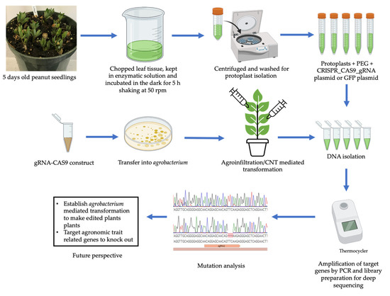 Functional Allele Validation by Gene Editing to Leverage the Wealth of ...