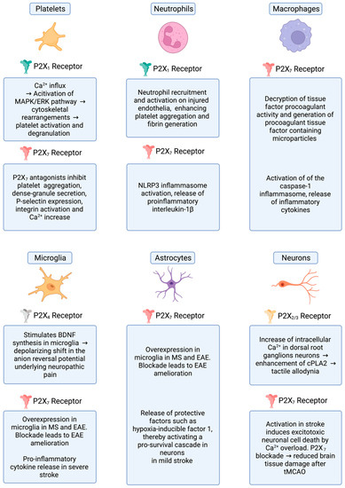 Platelets and the Role of P2X Receptors in Nociception, Pain, Neuronal ...