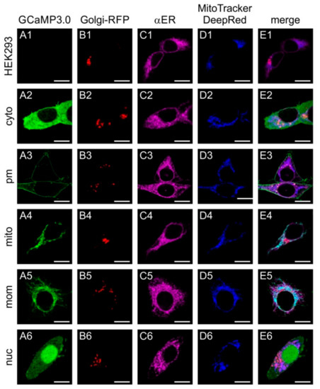 The Functional Characterization of GCaMP3.0 Variants Specifically ...