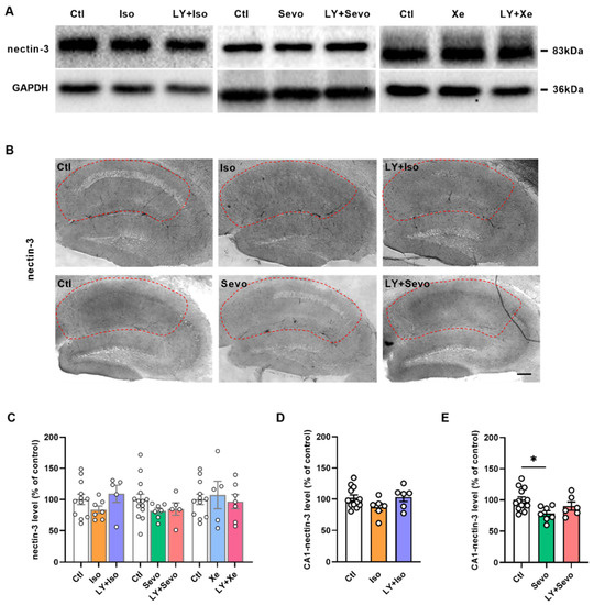 Beta-Site Amyloid Precursor Protein-Cleaving Enzyme Inhibition Partly ...