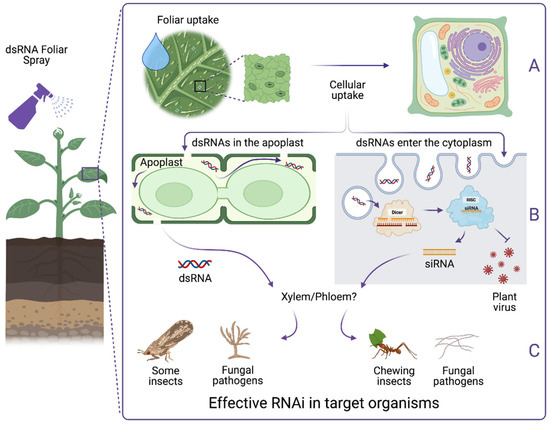 IJMS | Special Issue : RNA Interference-Based Tools for Plant ...
