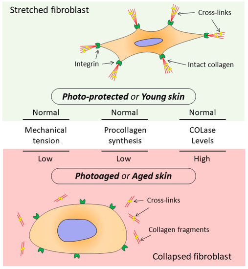 Molecular Mechanisms of Changes in Homeostasis of the Dermal ...