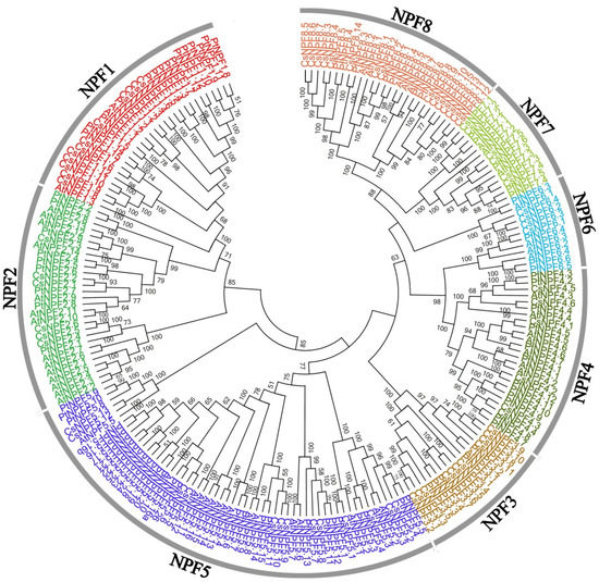 Systematic Investigation and Expression Profiles of the Nitrate ...