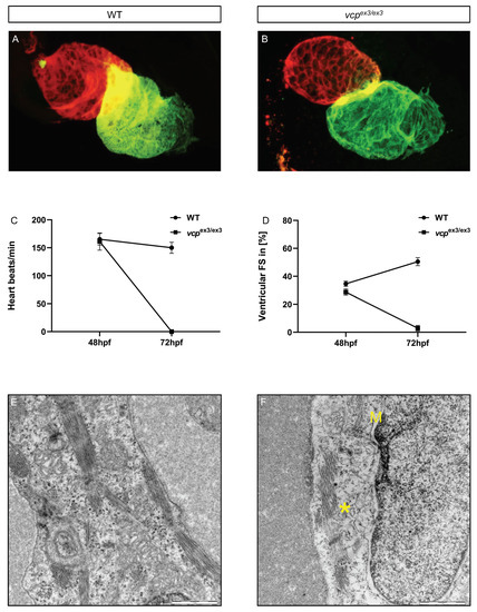 CRISPR/Cas9-Mediated Constitutive Loss of VCP (Valosin-Containing ...