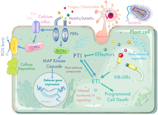 Action Mechanisms of Effectors in Plant-Pathogen Interaction
