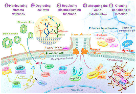 Action Mechanisms of Effectors in Plant-Pathogen Interaction
