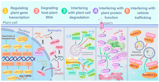 Action Mechanisms of Effectors in Plant-Pathogen Interaction