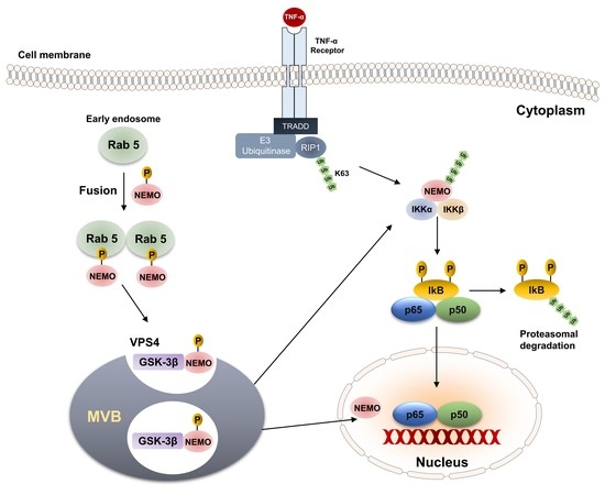 IJMS | Free Full-Text | IKKγ/NEMO Localization into Multivesicular Bodies